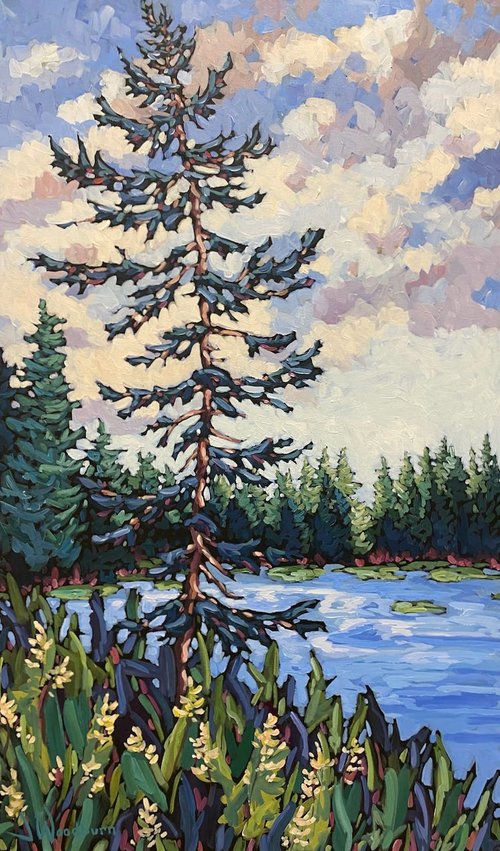 Little Black Spruce by Jennifer Woodburn – Cloud Gallery